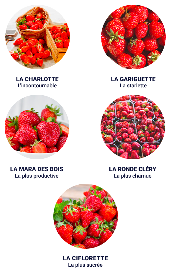 Charlotte la fraise, Fruit de la Famille Printemps E.Leclerc